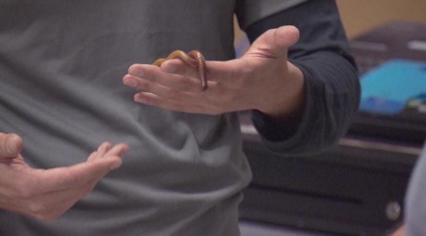 Security Bugs Revealed — 